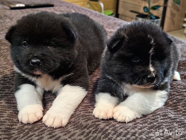 Щенки американской акиты купить в Подольске | Животные и зоотовары | Авито