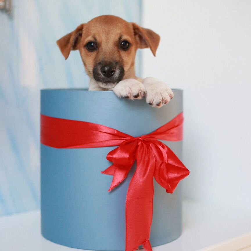 Джек рассел терьер мальчик кобель