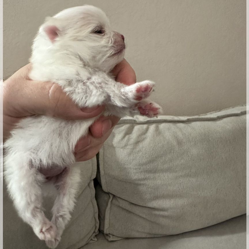 Померанский шпиц, щенок