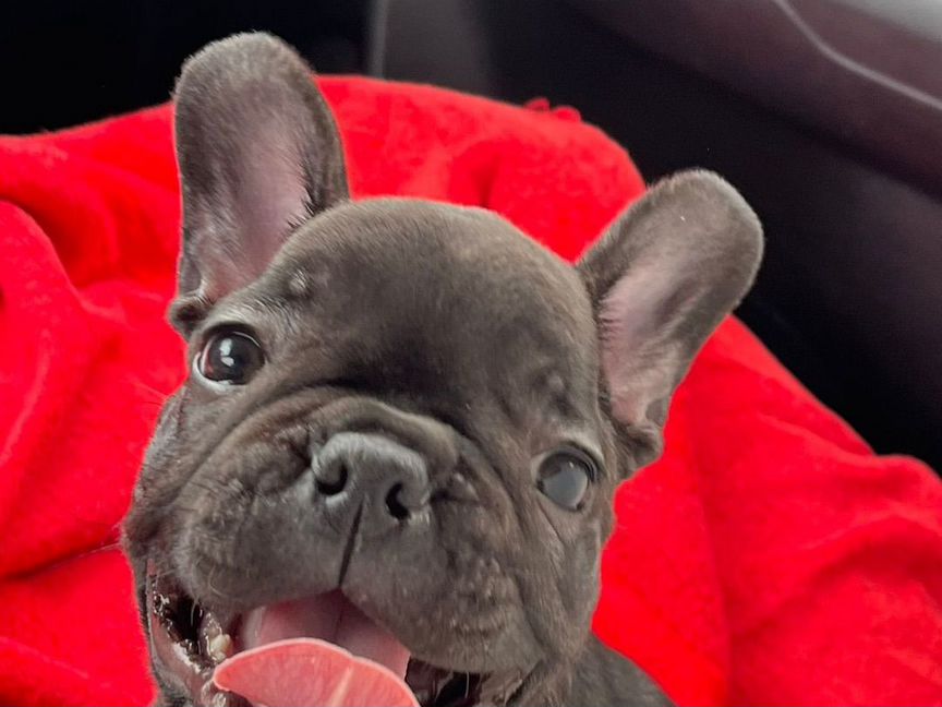 Французский бульдог