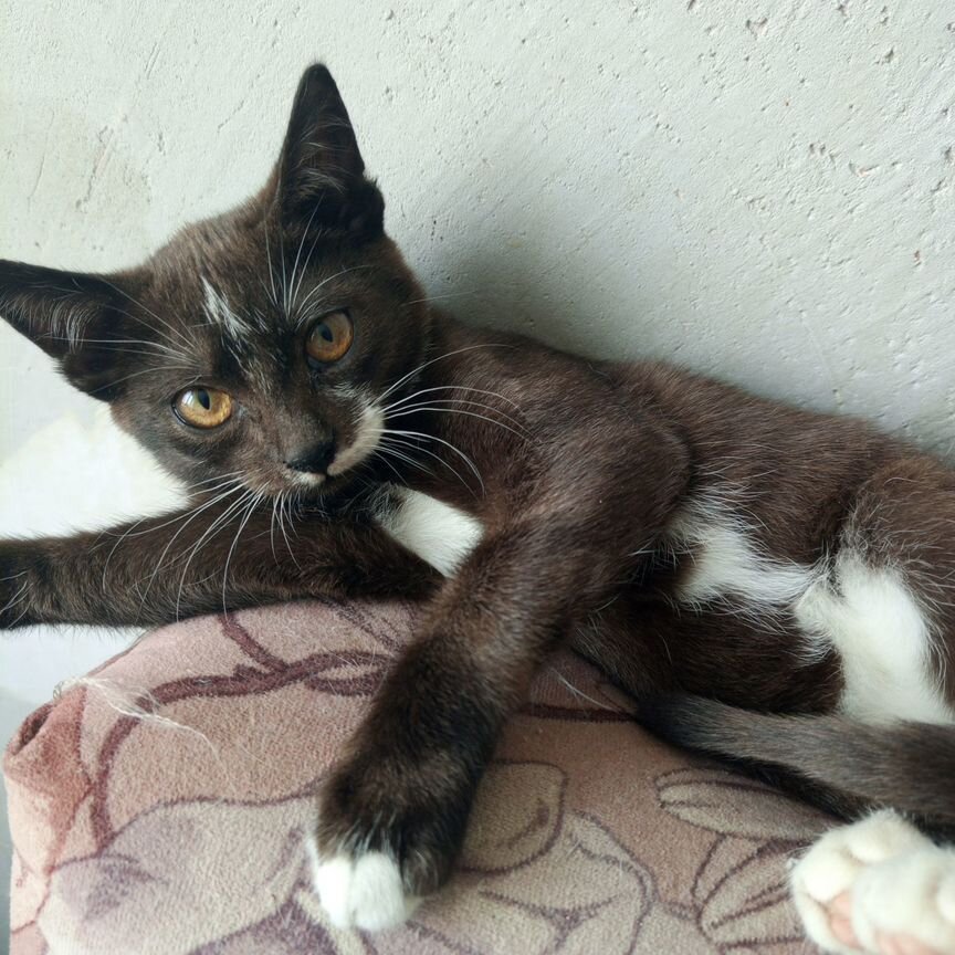 Котята в добрые руки бесплатно