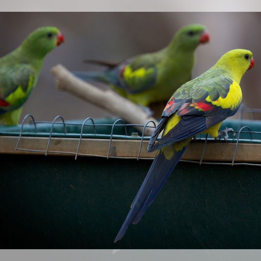 Роскошный горный попугай / ожереловый / какарик