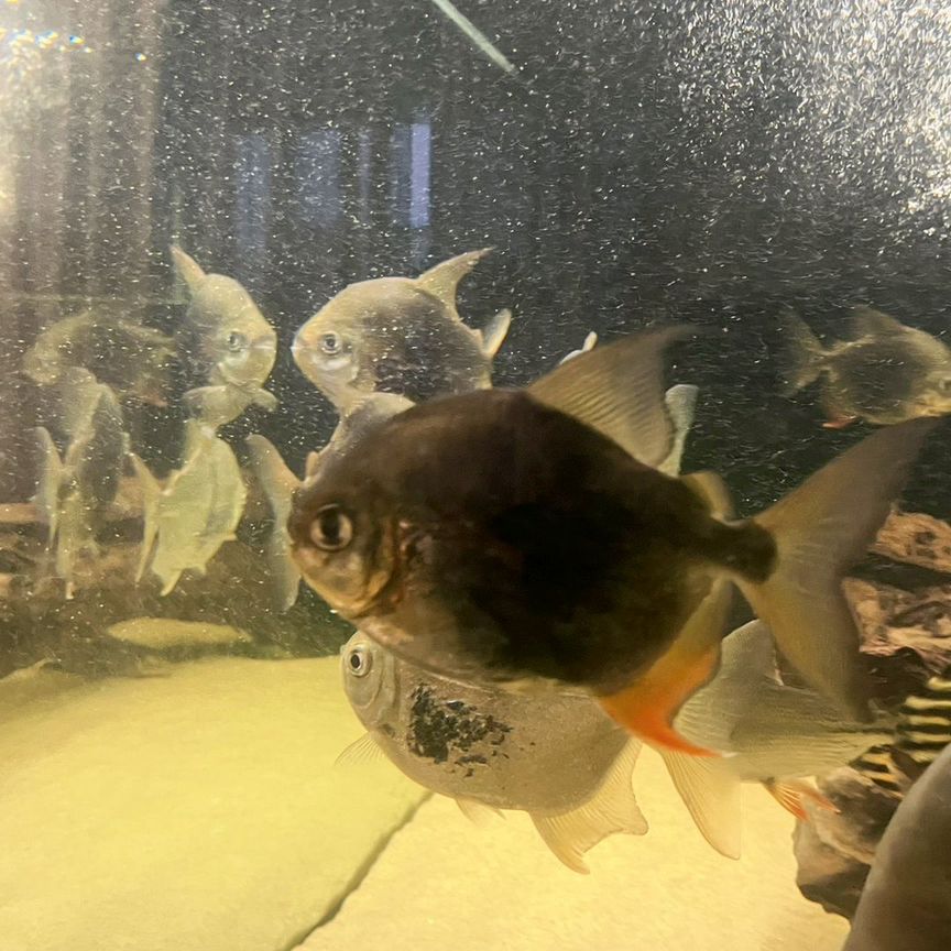 Рыба милеус ламакс 3