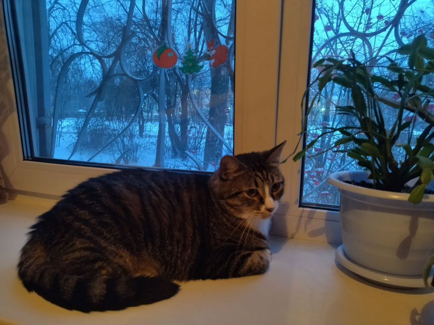 Кошка