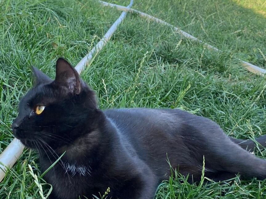 Черная пантера