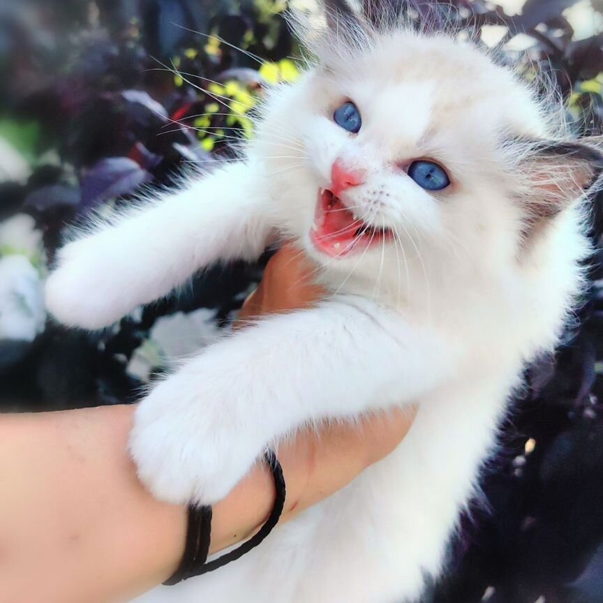 Рэгдолл котёнок
