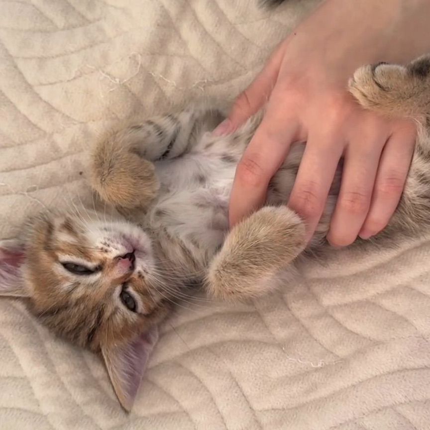 Котенок девочка в добрые руки