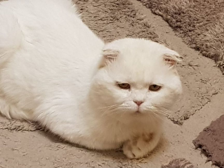 Белоснежный кот Тимоша