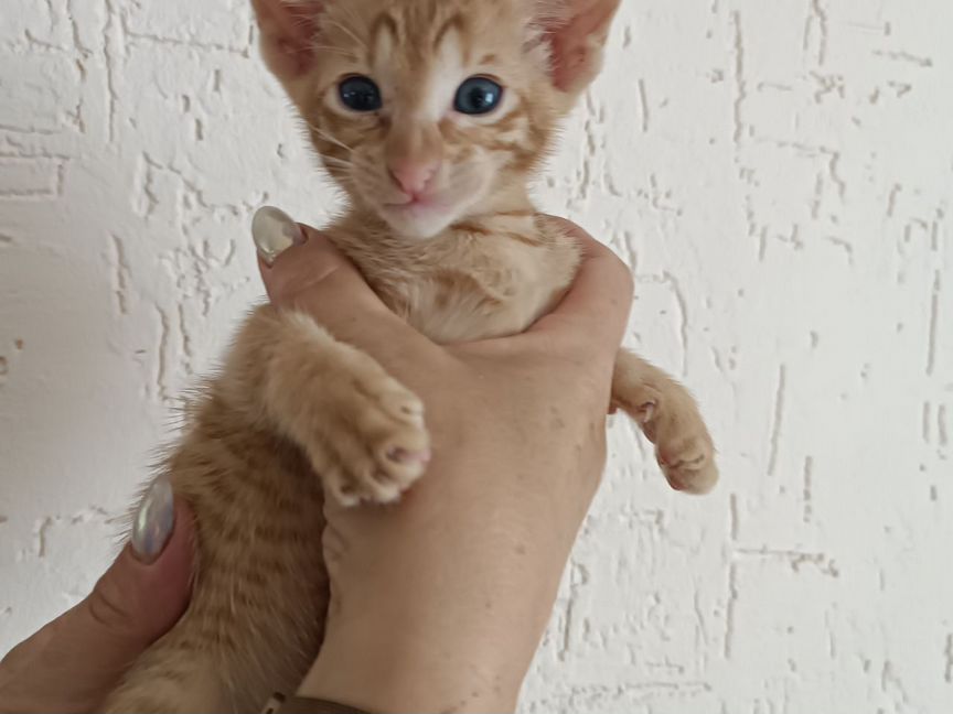 Ориентальные котята