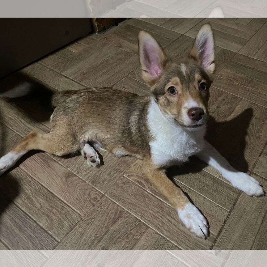 Щенок в добрые руки