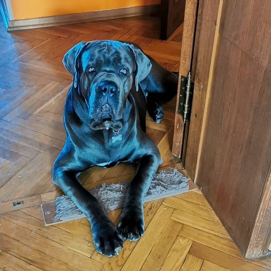 Кане корсо вязка