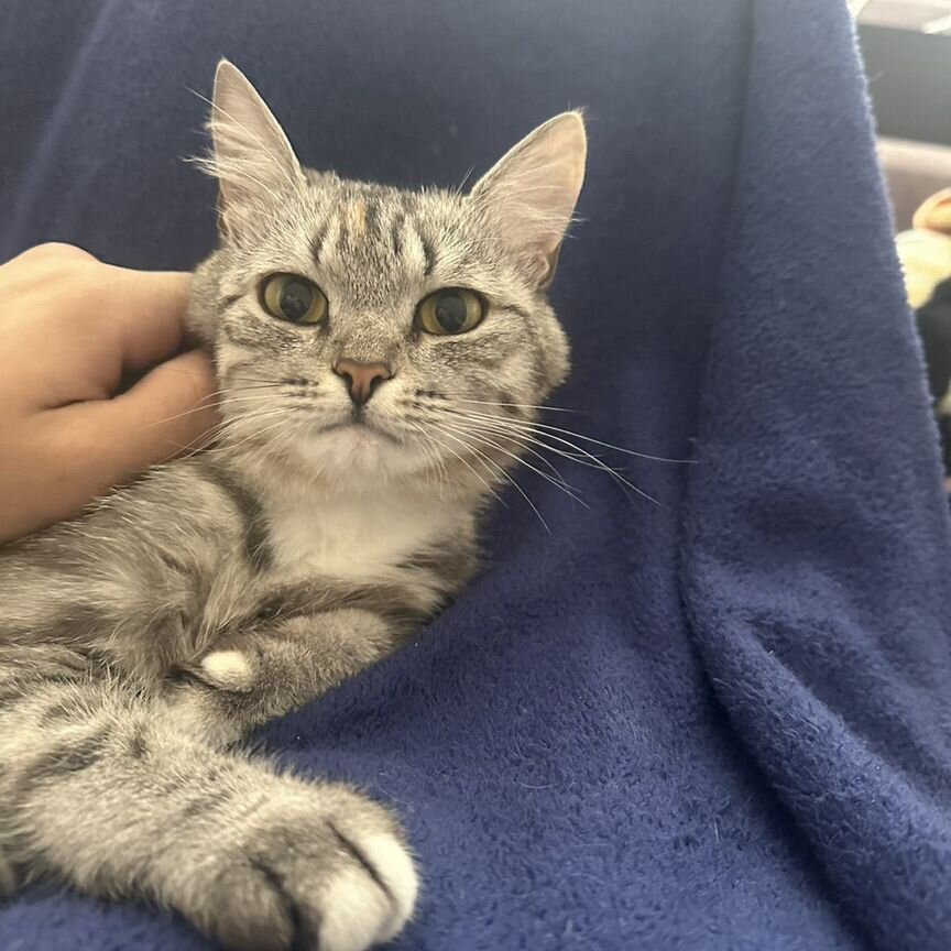 Отдам кошку, возраст чуть больше года