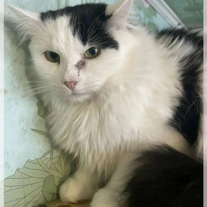 Взрослый кот в добрые руки