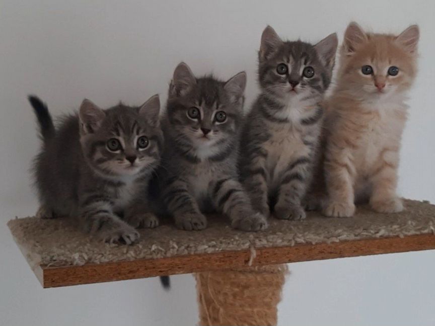 Котята в добрые руки