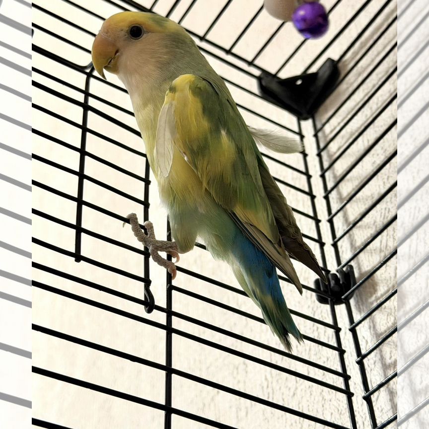 Попугай неразлучник с большой клеткой