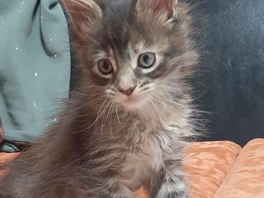 Котятенок мейн-кун полидакт