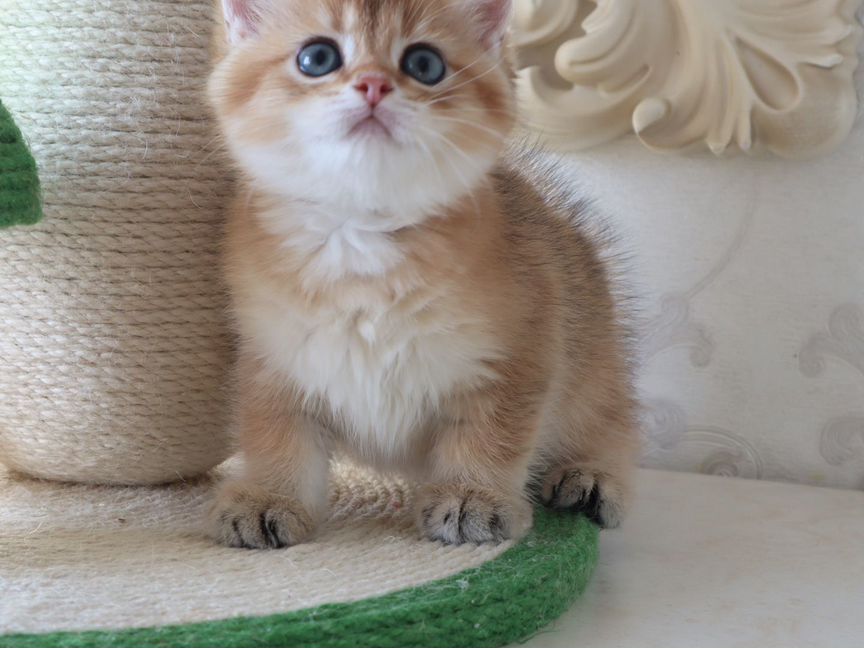 Британские котята золотая шиншилла, мальчик, 2м