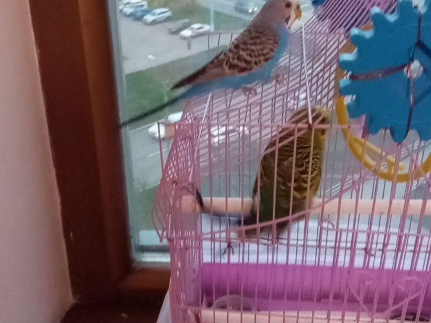 Волнистые попугаи