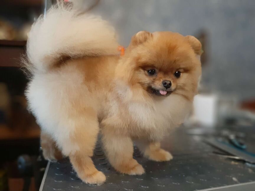 Померанский шпиц mini вязка