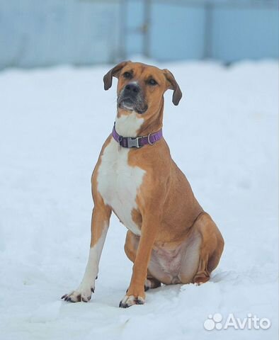 Шикарная и активная собака Нелли