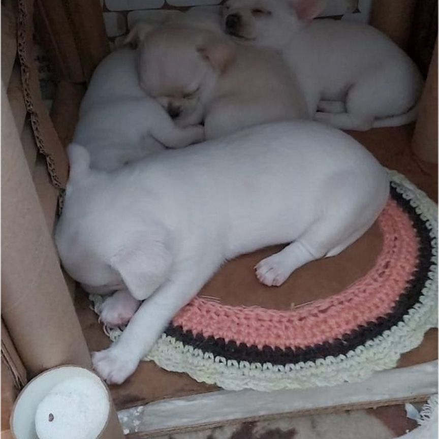 Чихуахуа, щенок