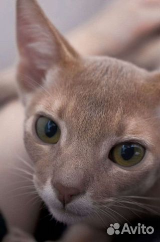 Аббисинский котенок