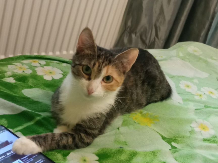 Кошка Ксюша