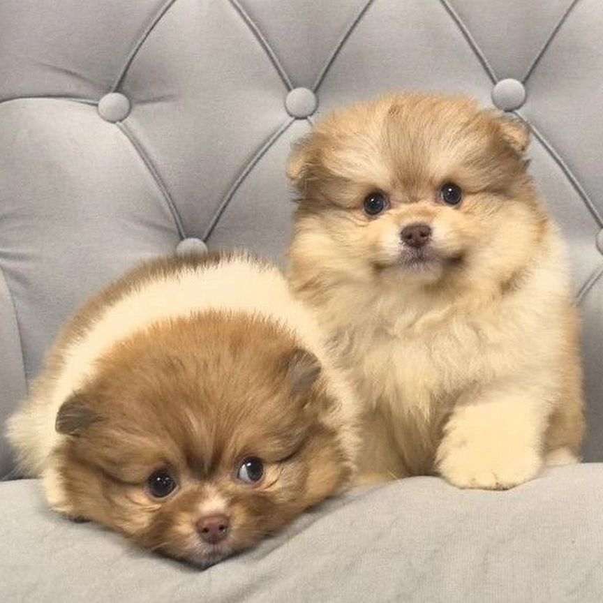 Померанский шпиц, щенок