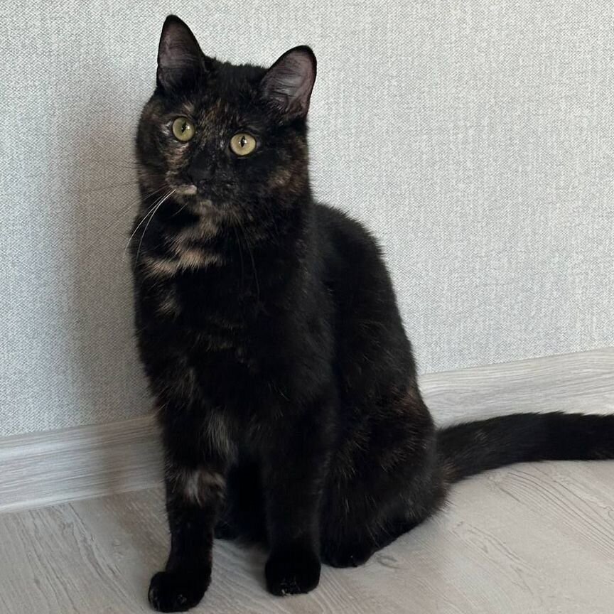 Взрослая, кошка в добрые руки