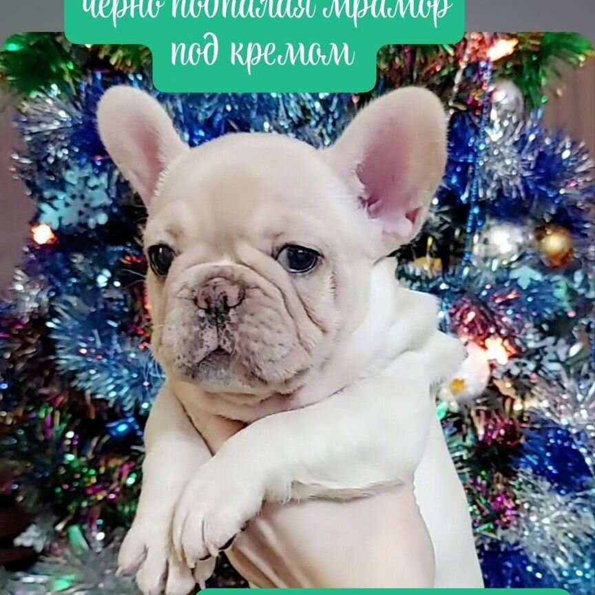 Французский бульдог щенки