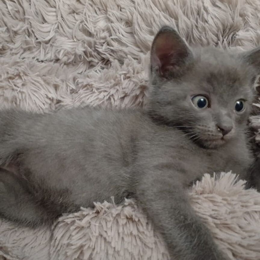 Котëнок