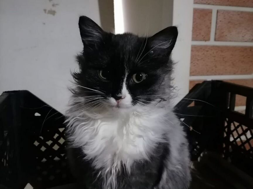 Кошка