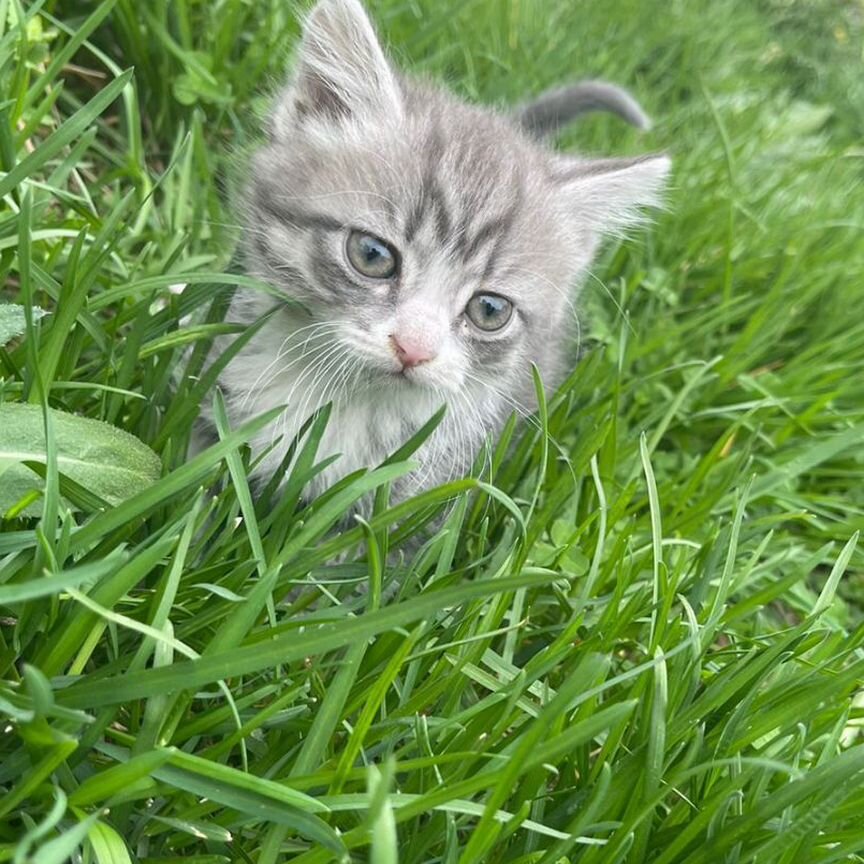 Котята в добрые руки бесплатно мальчики