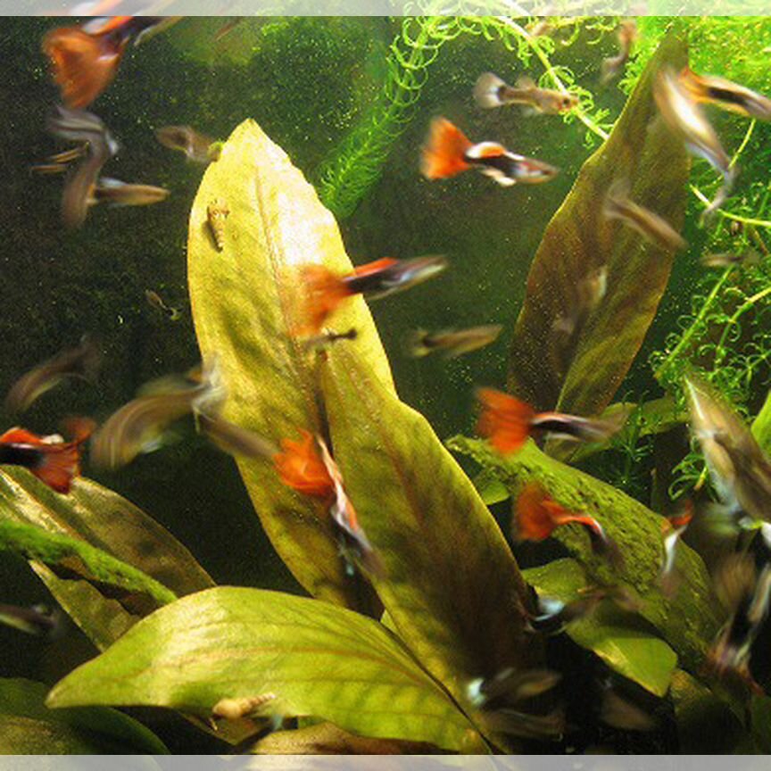 Продам гуппи (Москва)