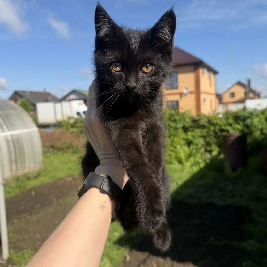 Котёнок в добрые руки
