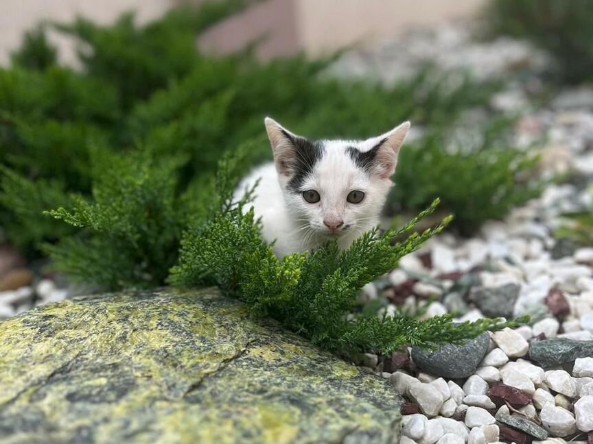 Милота ищет дом