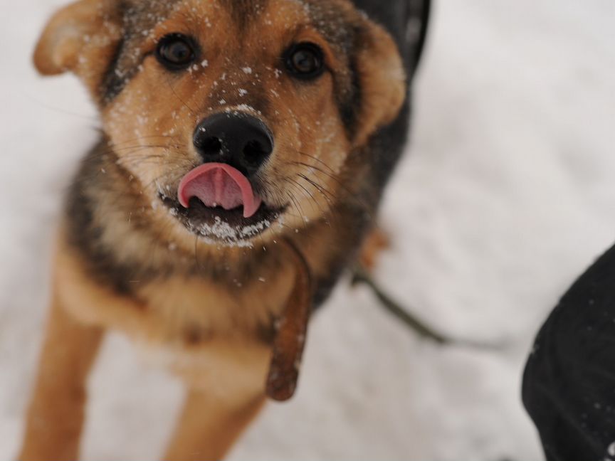 Обоятельный парнишка щенок