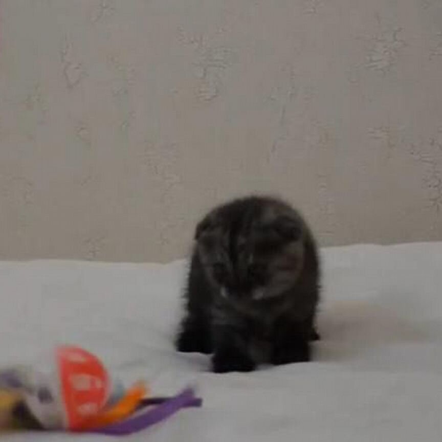 Шотландский вислоухий