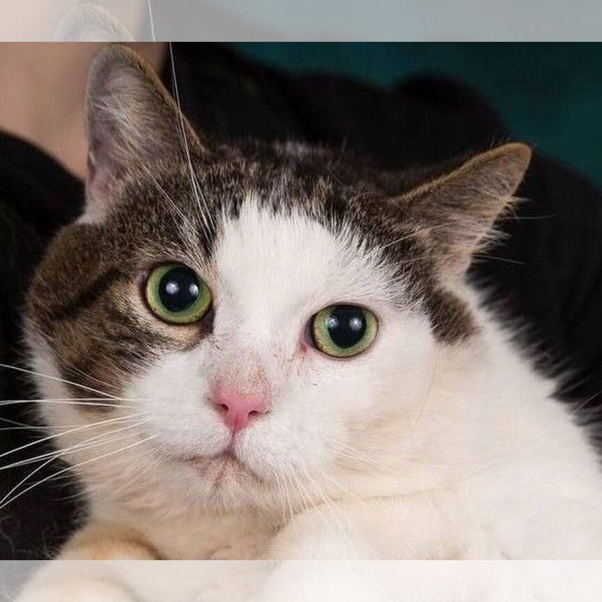 Взрослый кот в добрые руки