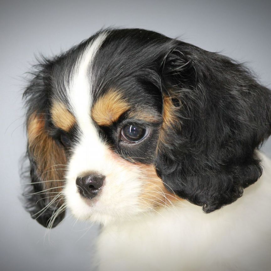 Кавалерчики щенки