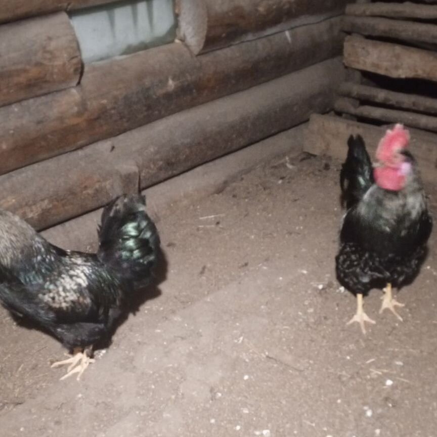 Молодые петухи