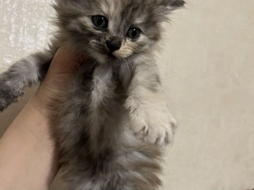 Котенок метис мейкун