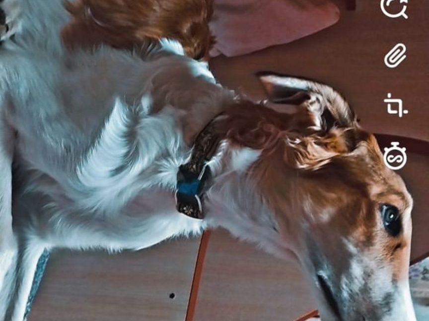 Русская гончая