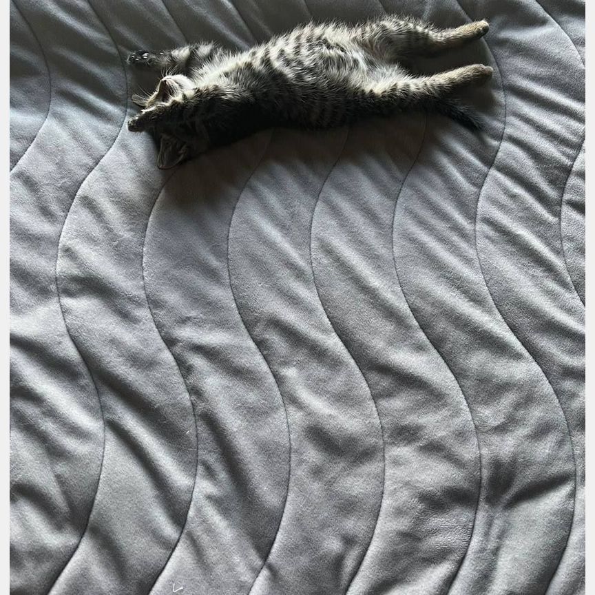 Маленький котик в добрые руки
