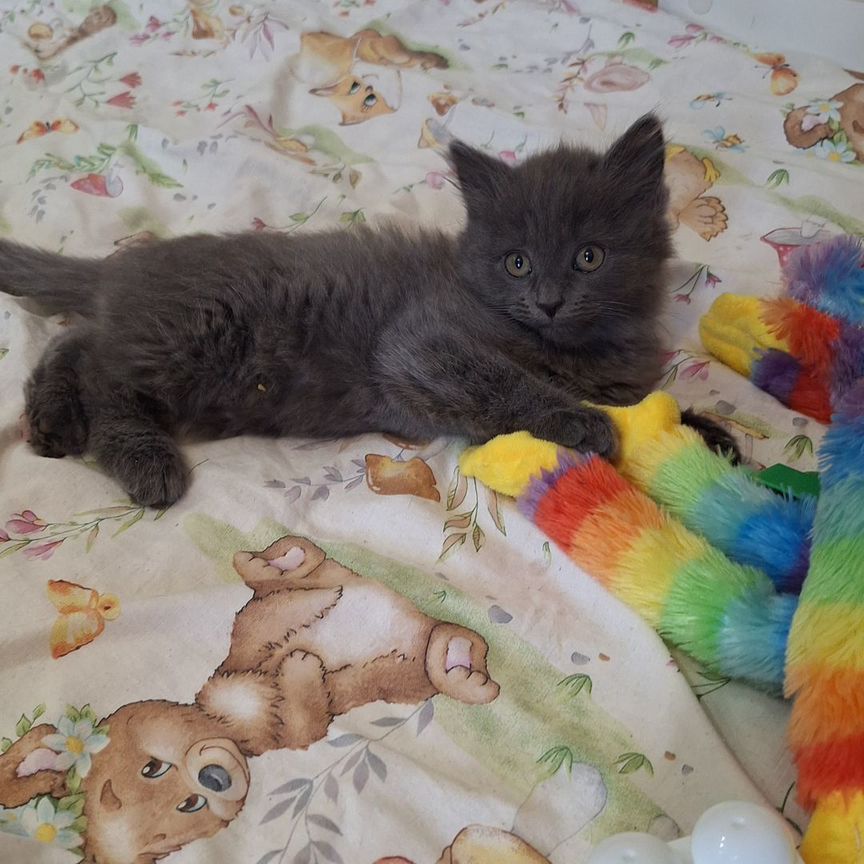 Кошечка дымка