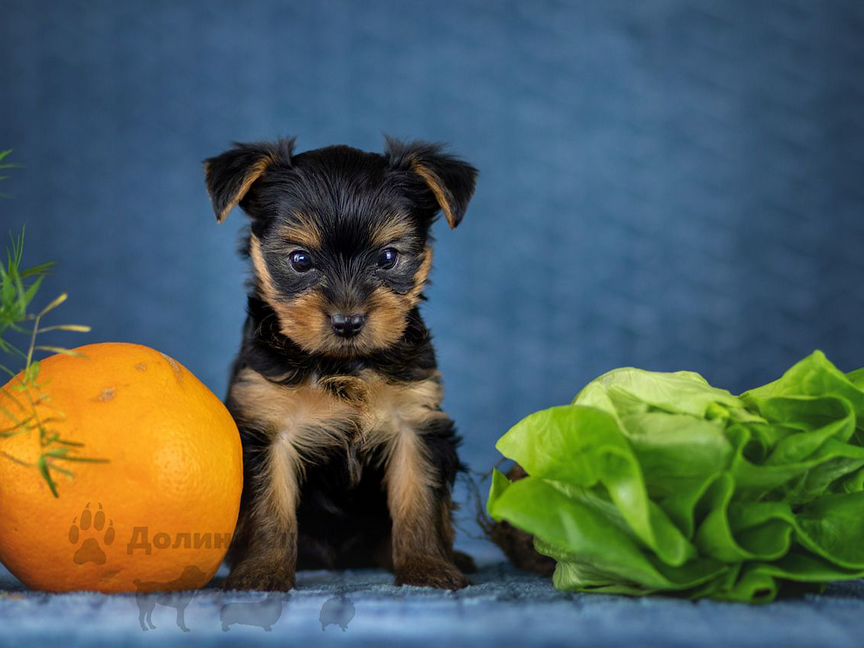 Йоркширский терьер девочка