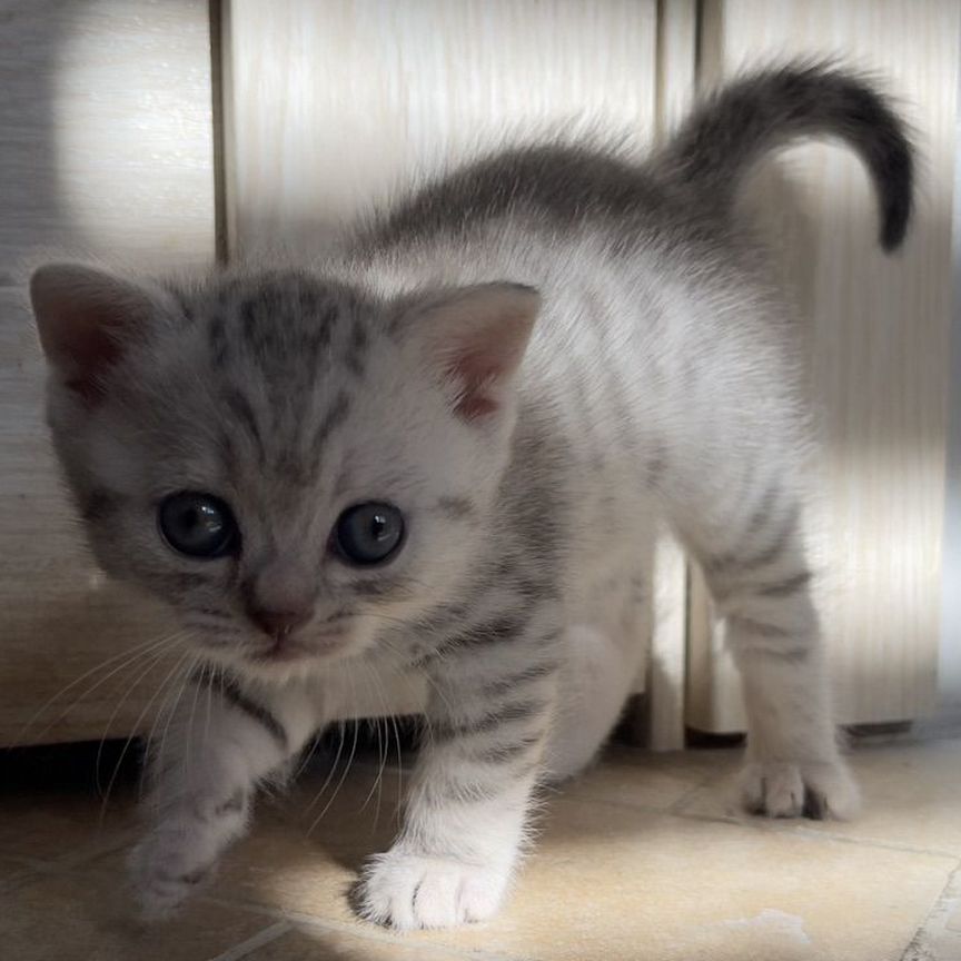 Шотландская