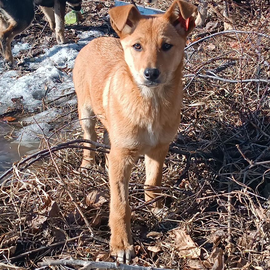 Отдам в добрые руки