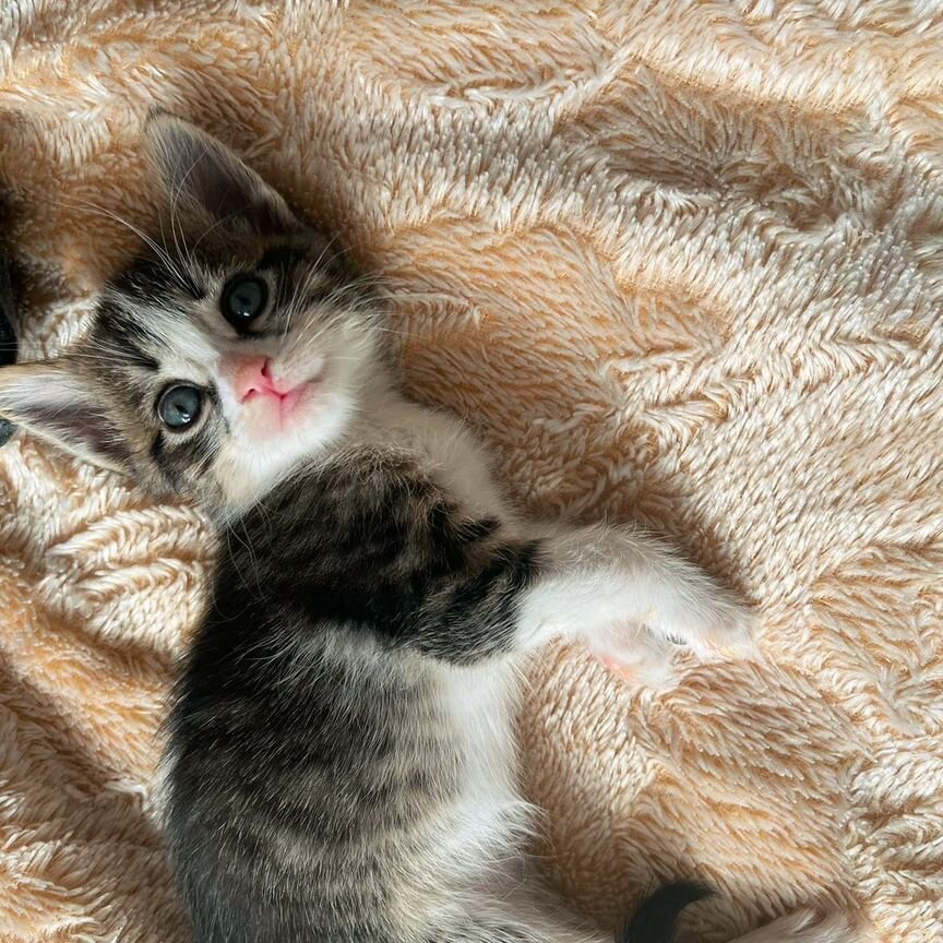 Коты в добрые руки бесплатно