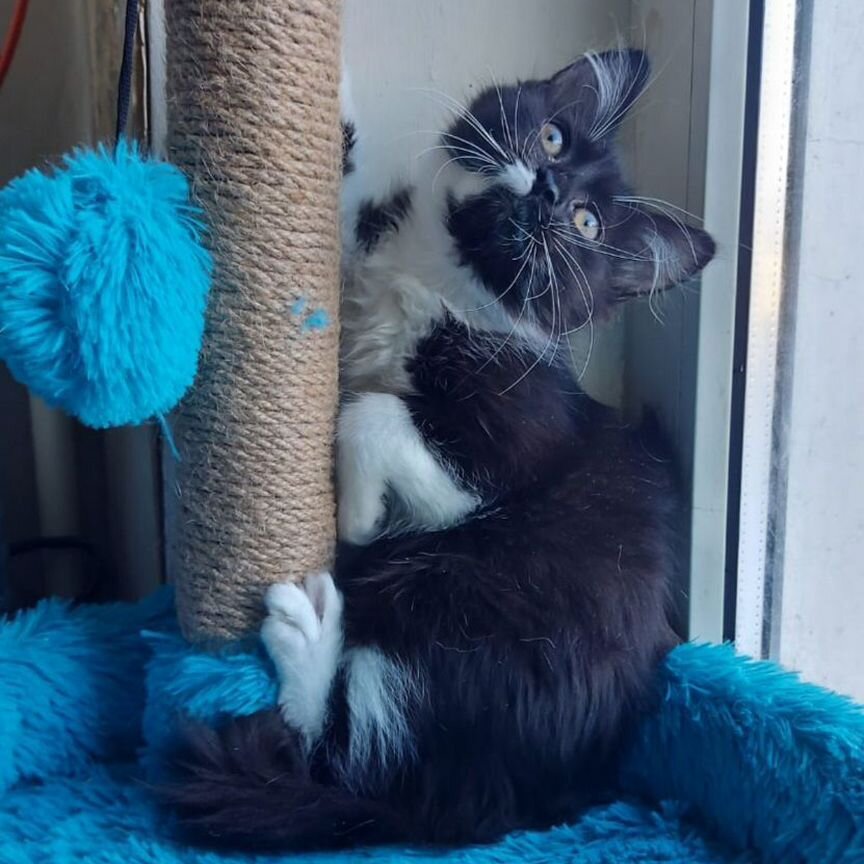Котенок в добрые руки